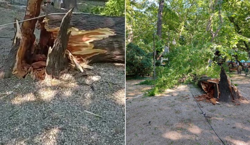 Un copac de peste 10 metri înălțime s-a rupt de la rădăcină și a căzut ...